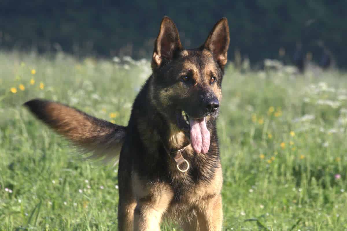 Der deutsche Schäferhund - vom Hütehund zum Allrounder der Hundewelt